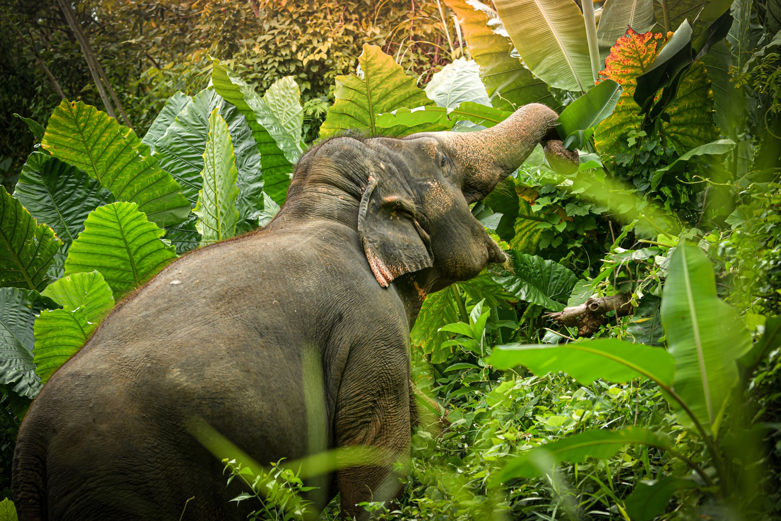 Phuket: Watch Me Experience by Elephant Jungle Sanctuary - Thai Pass